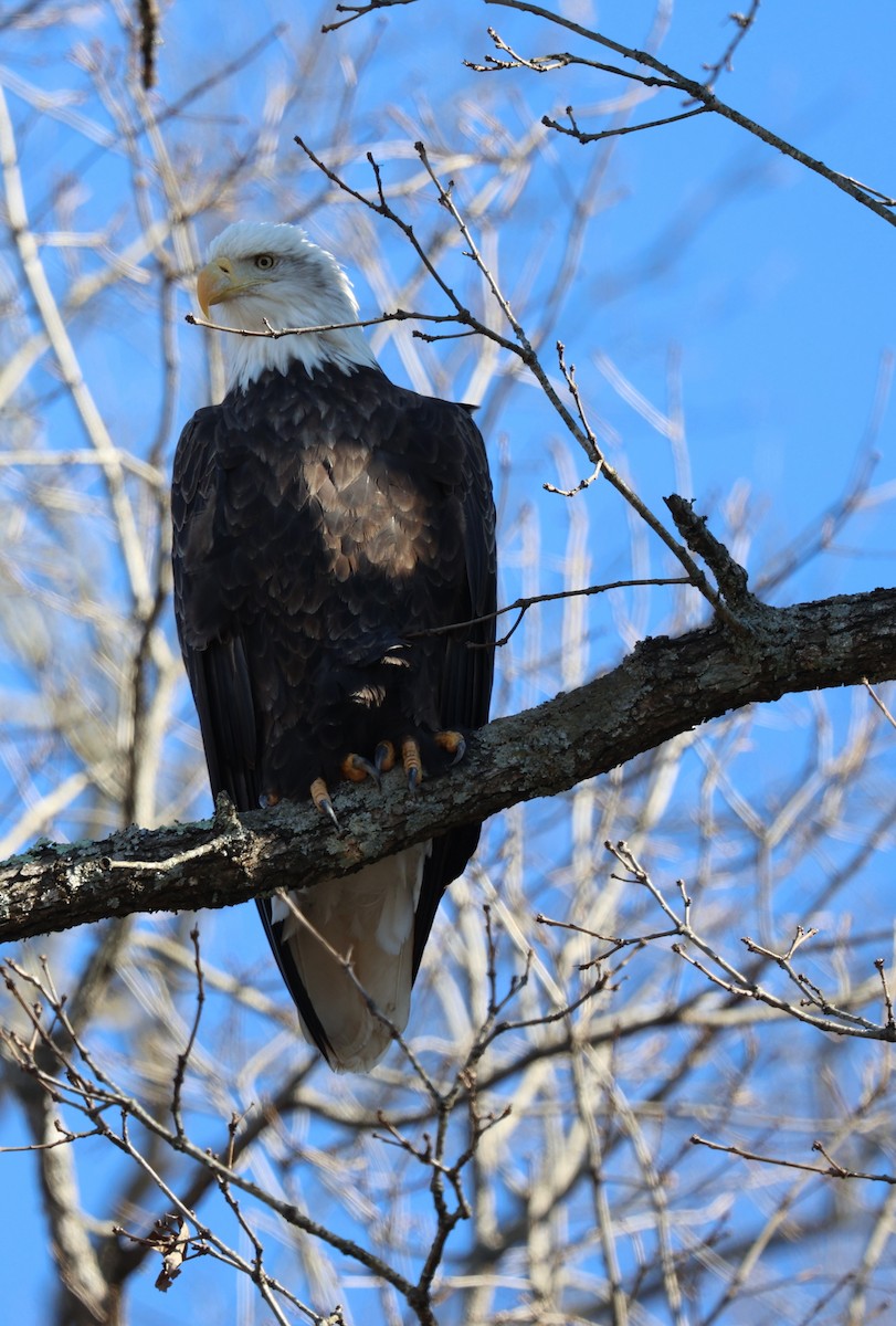 eBird Checklist - 12 Jan 2022 - Mingo NWR--Stoddard Co. - 3 species