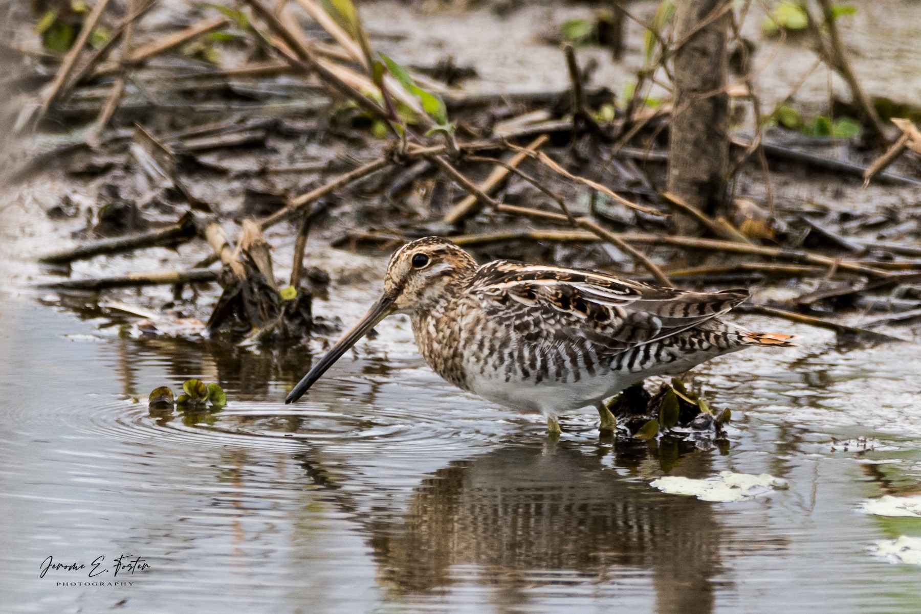 Wilson's/Pantanal Snipe - eBird