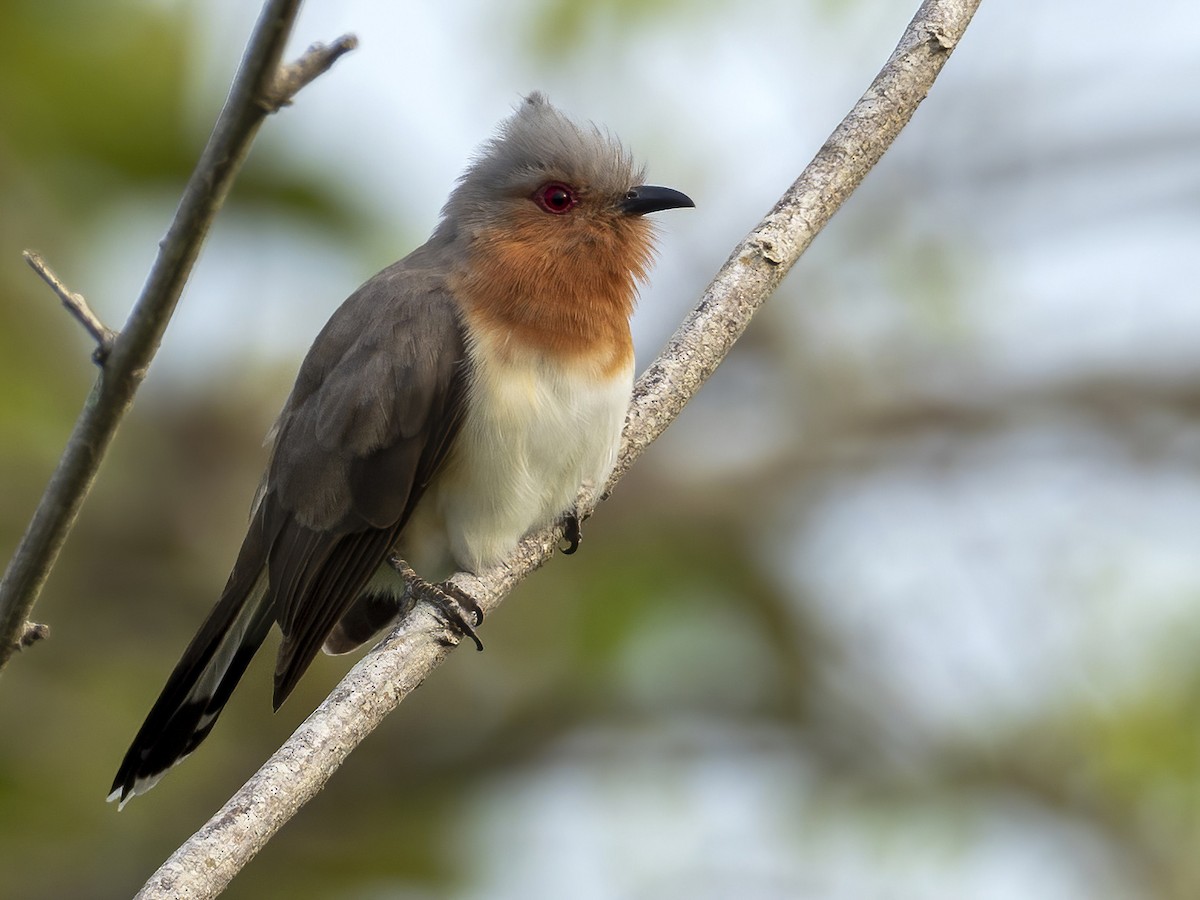 Dwarf Cuckoo - Coccycua pumila - Birds of the World