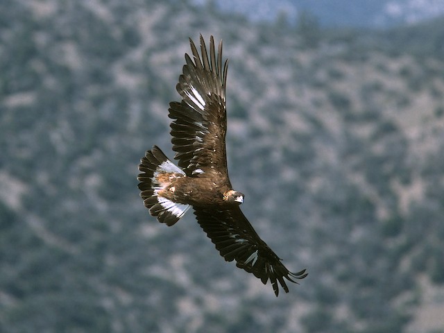 Golden Eagle Hunting Goat