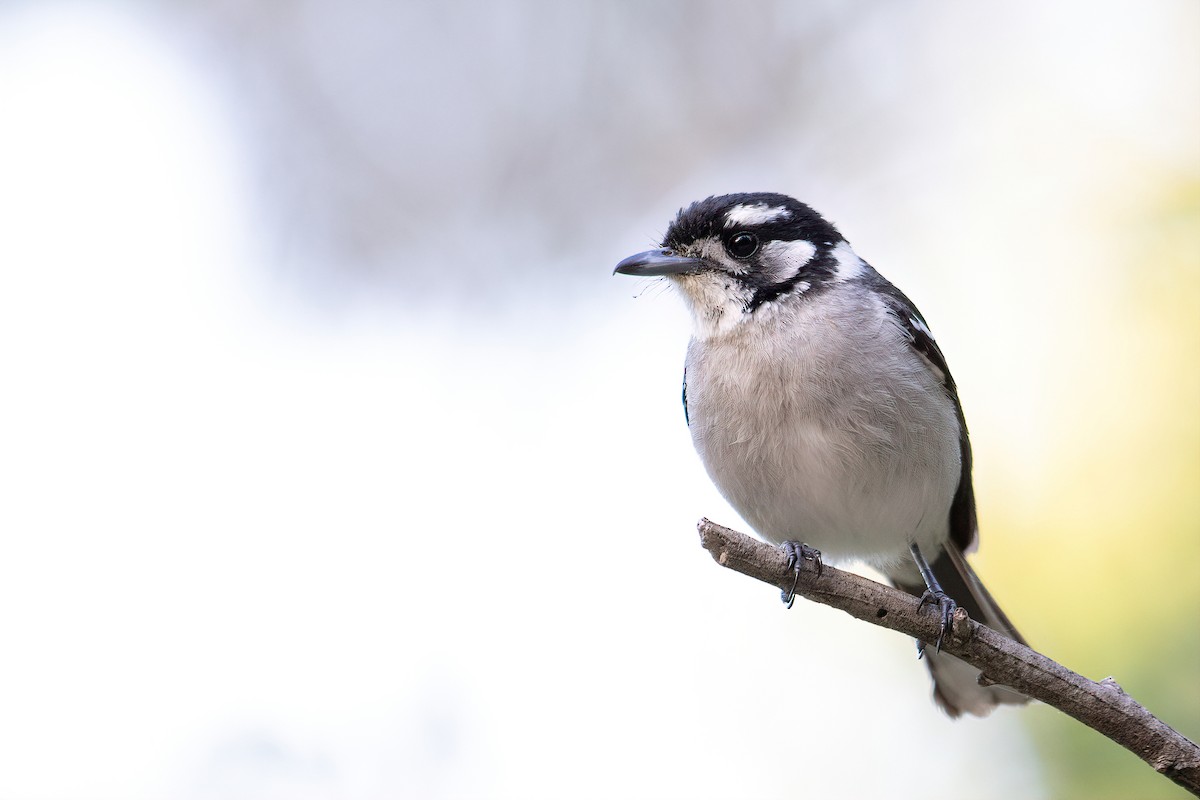 eBird Checklist - 13 Jan 2022 - Mt Mee State Forest--Falls Lookout - 27 ...