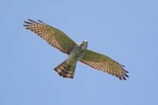 Gray-faced Buzzard - Butastur indicus - Birds of the World