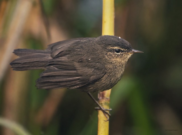 Smoky Warbler