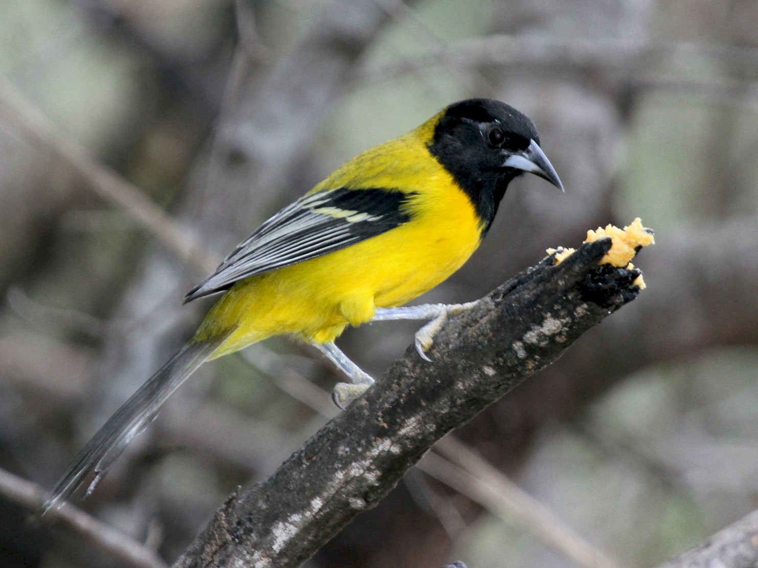 Audubon's Oriole - eBird