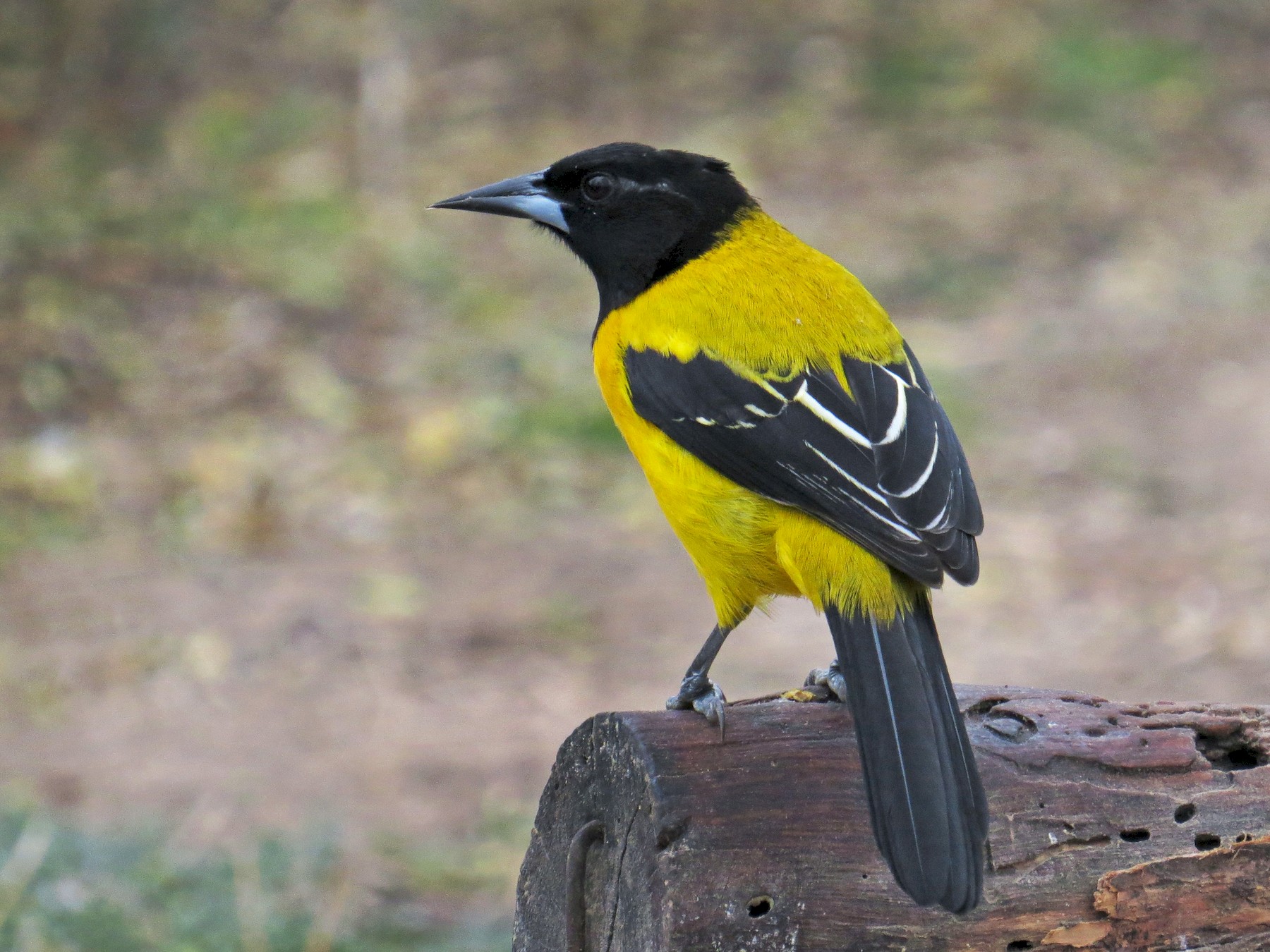 Audubon's Oriole - eBird