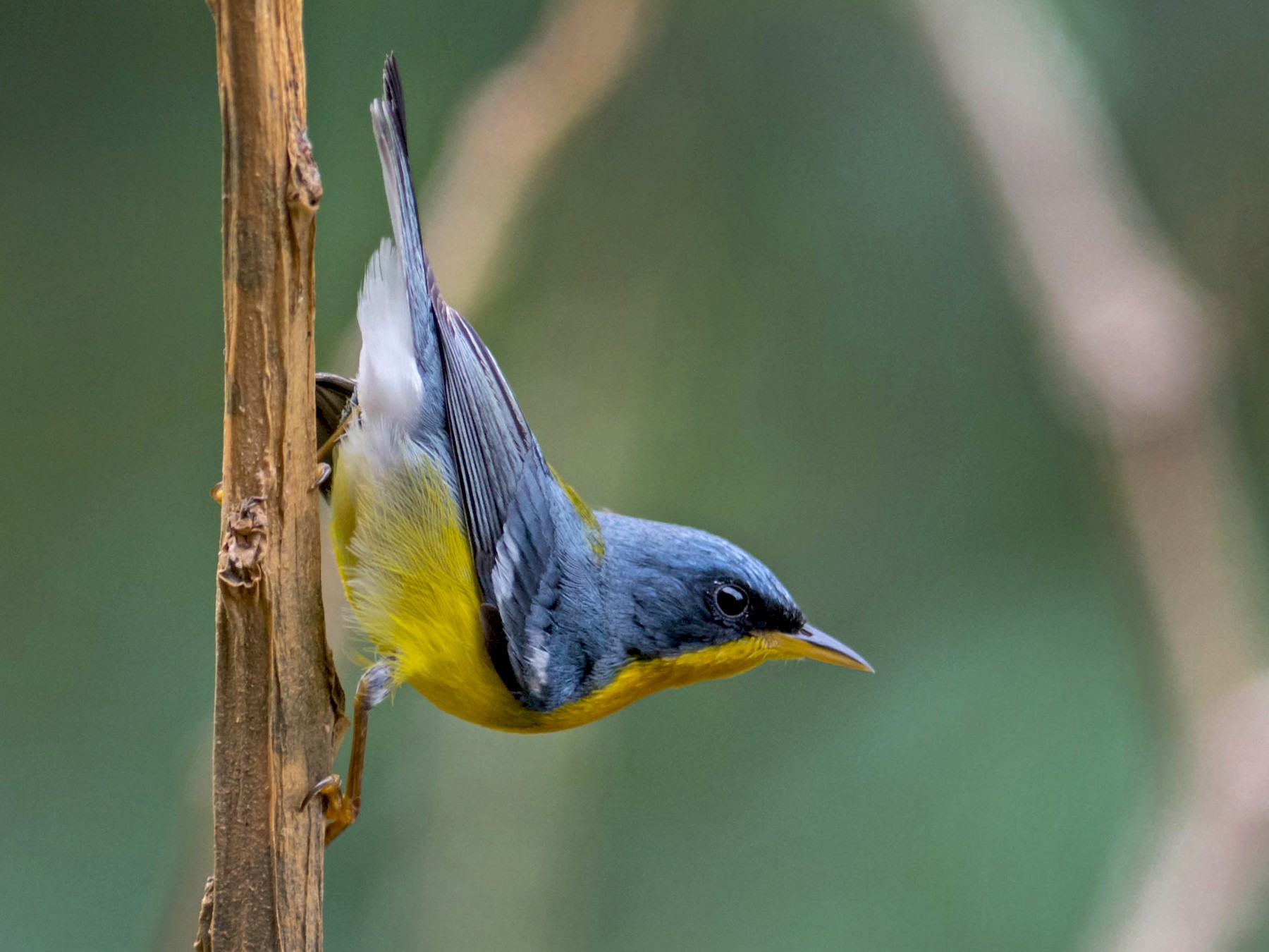 Tropical Parula - eBird