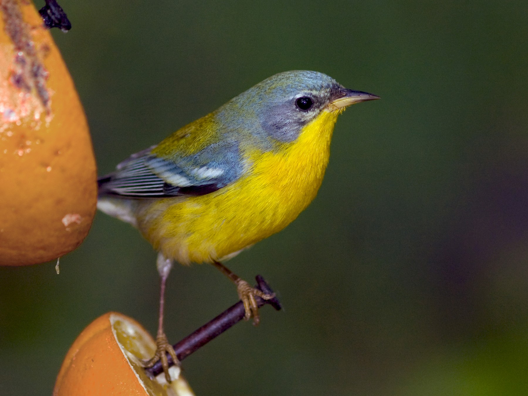 Tropical Parula - eBird