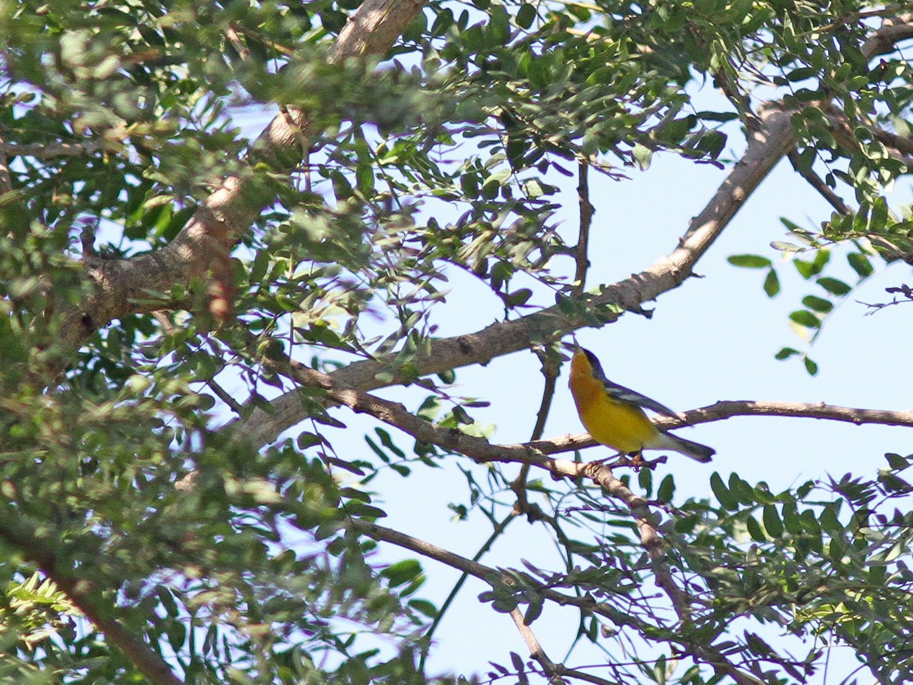 Tropical Parula - eBird
