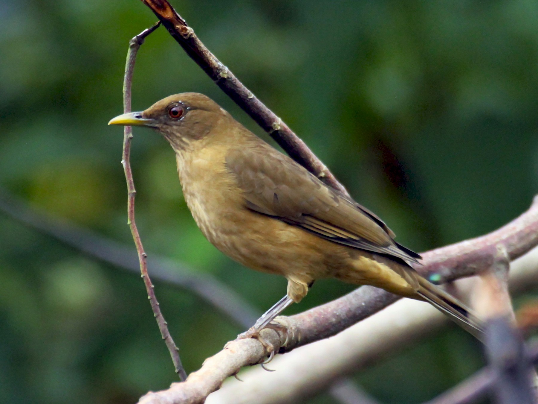 Clay-colored Thrush - eBird