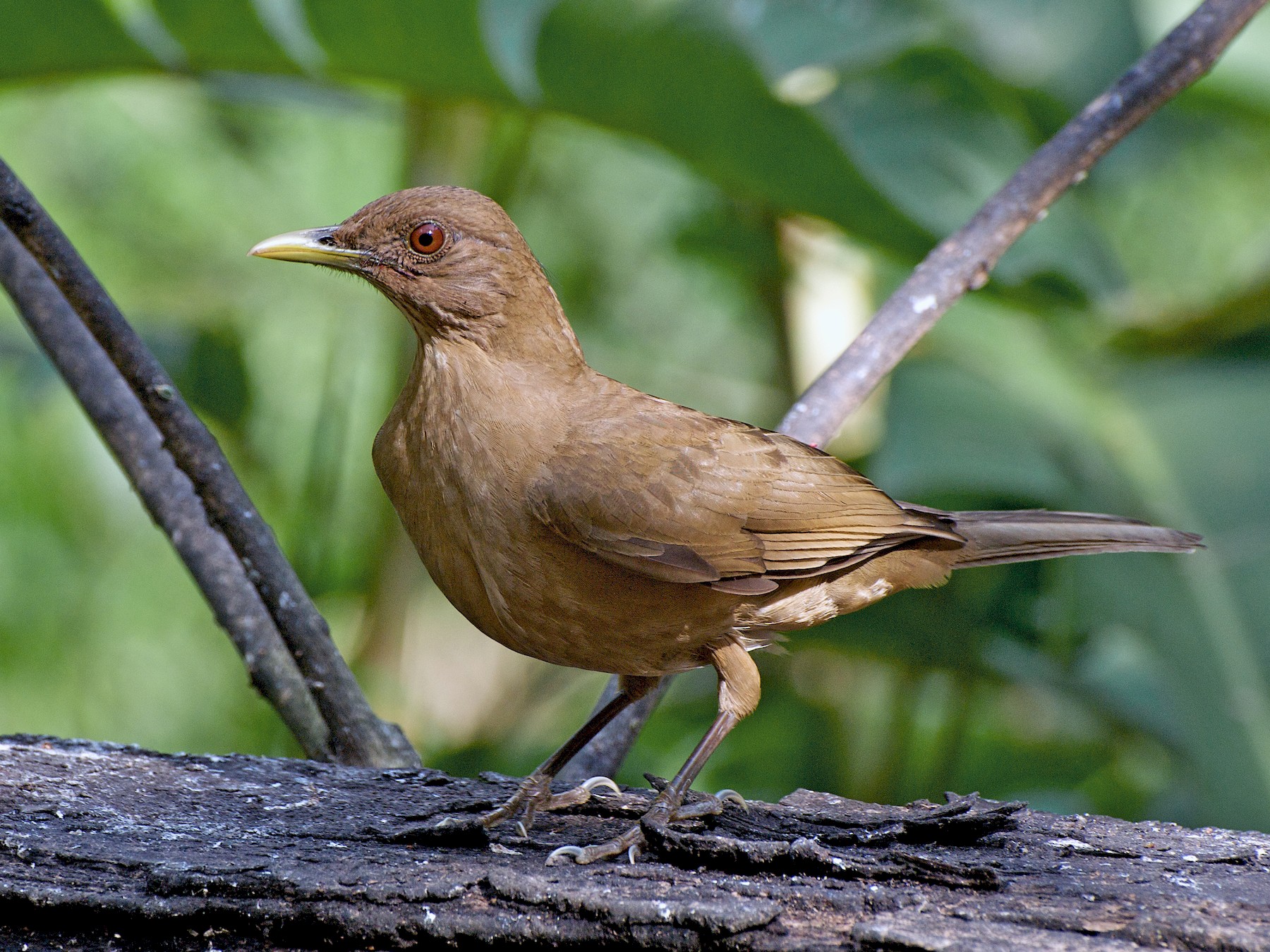 Clay-colored Thrush - eBird