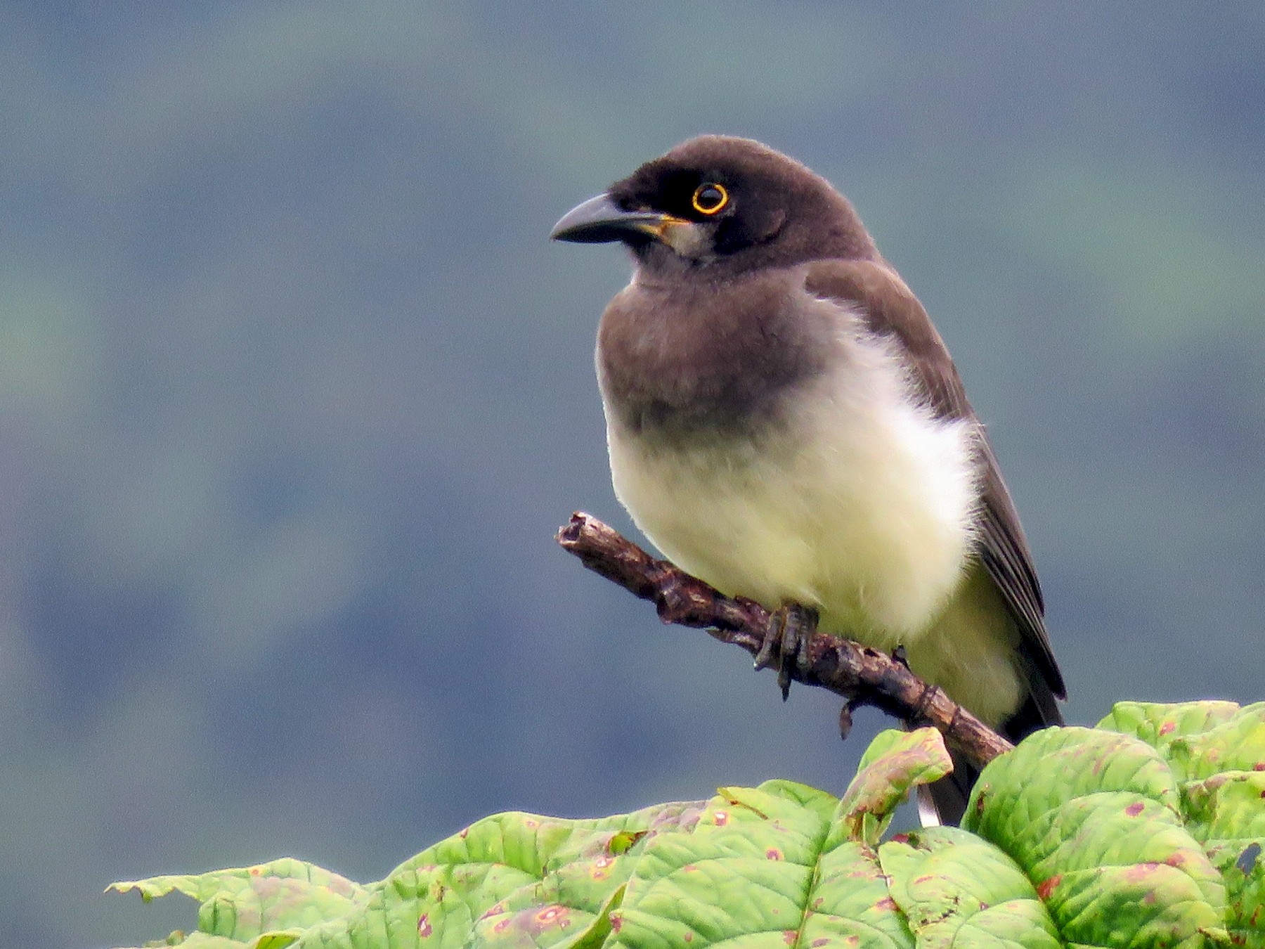 Brown Jay - eBird