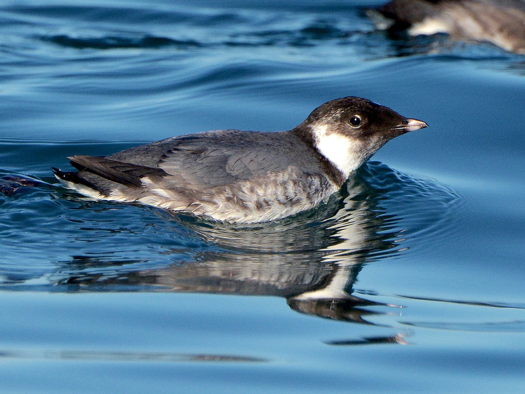 Ancient Murrelet - eBird