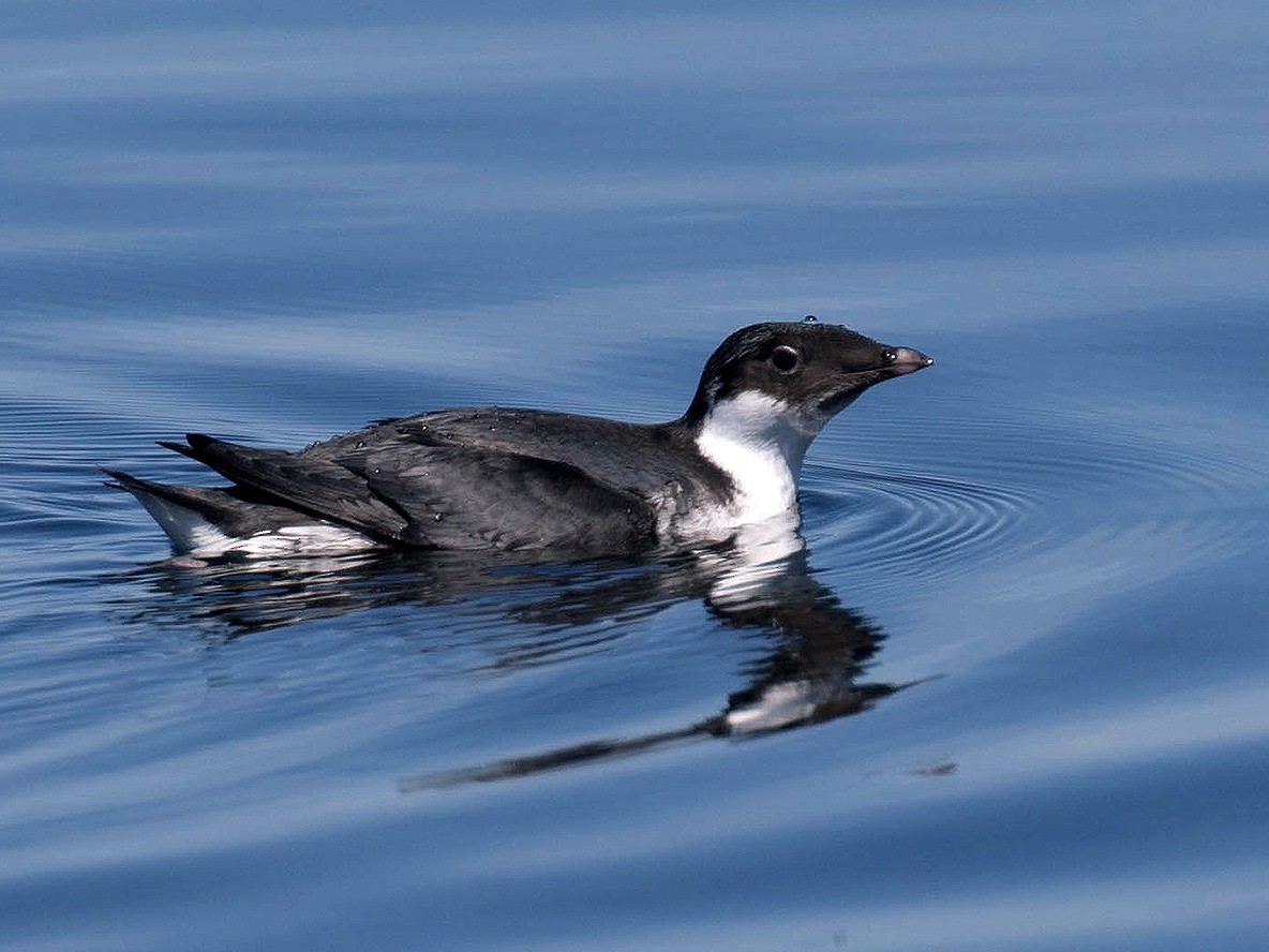 Ancient Murrelet - eBird