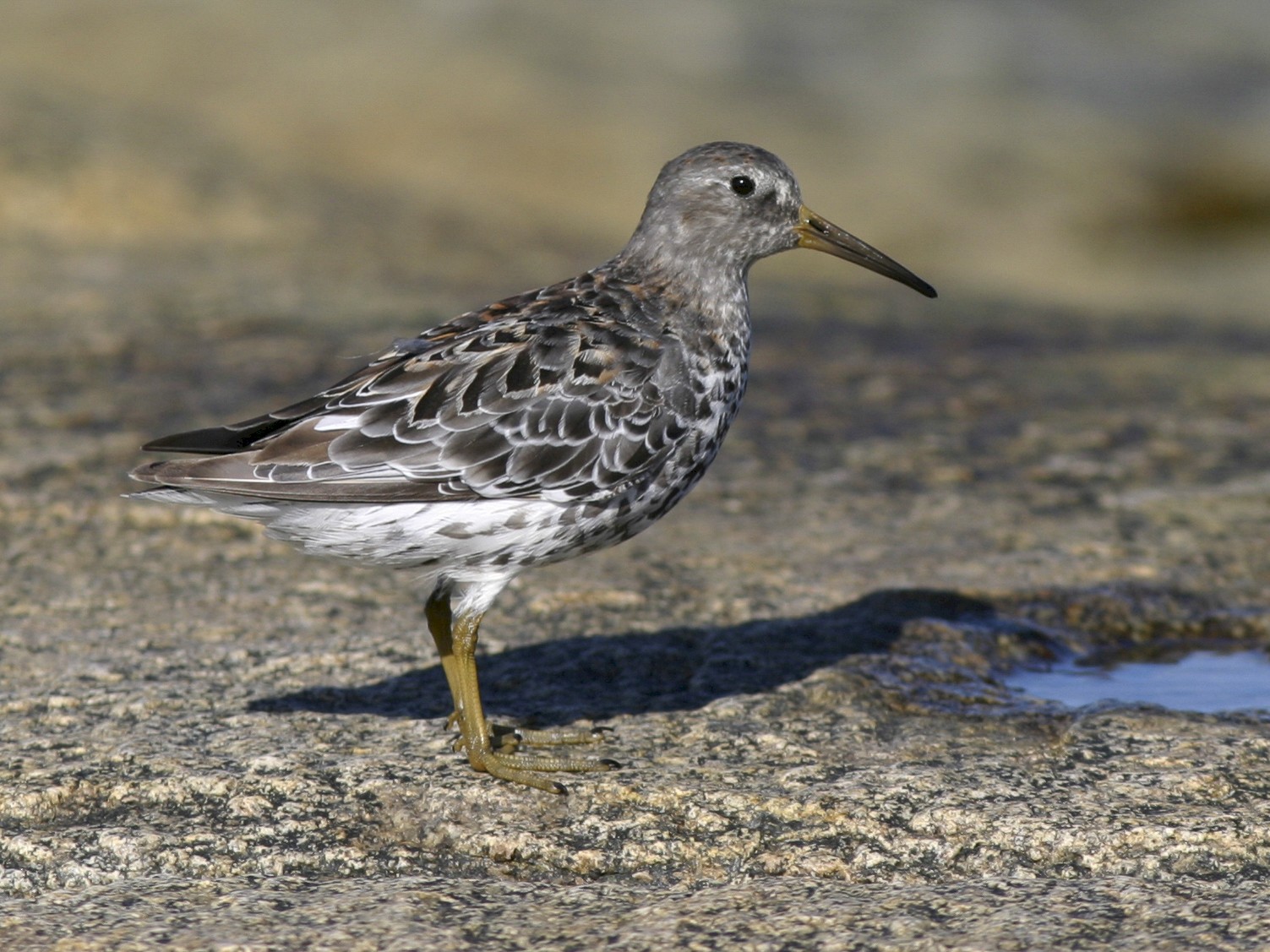 Rock Sandpiper - eBird