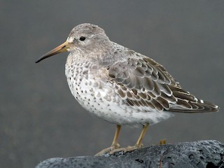 Rock Sandpiper - eBird