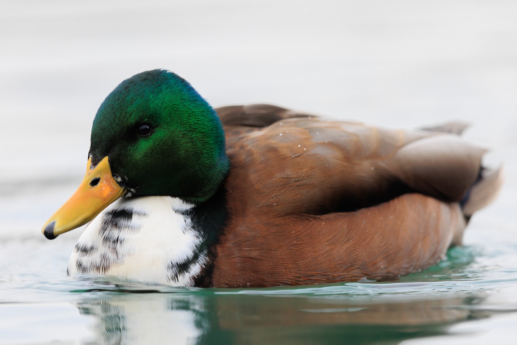 Anatra germanata - eBird