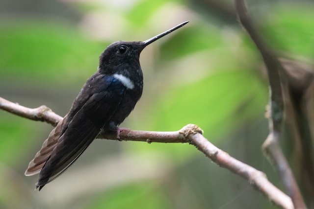 Black Inca Hummingbird