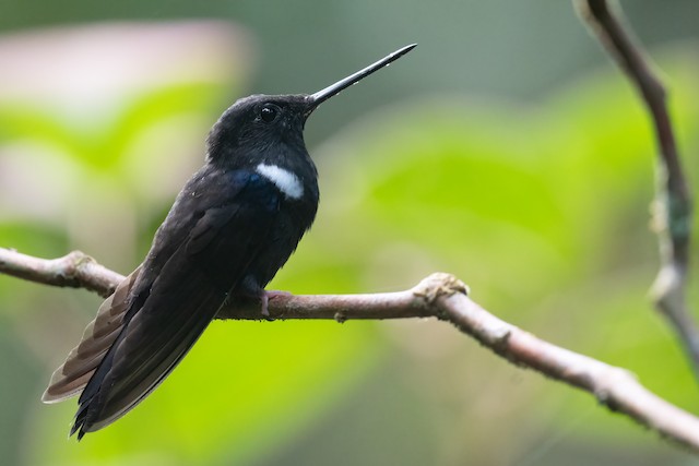 Black Inca Hummingbird