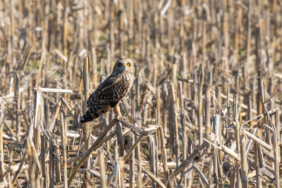 eBird Checklist - 11 Jan 2022 - Old Mat Casting Field (historical Smith ...