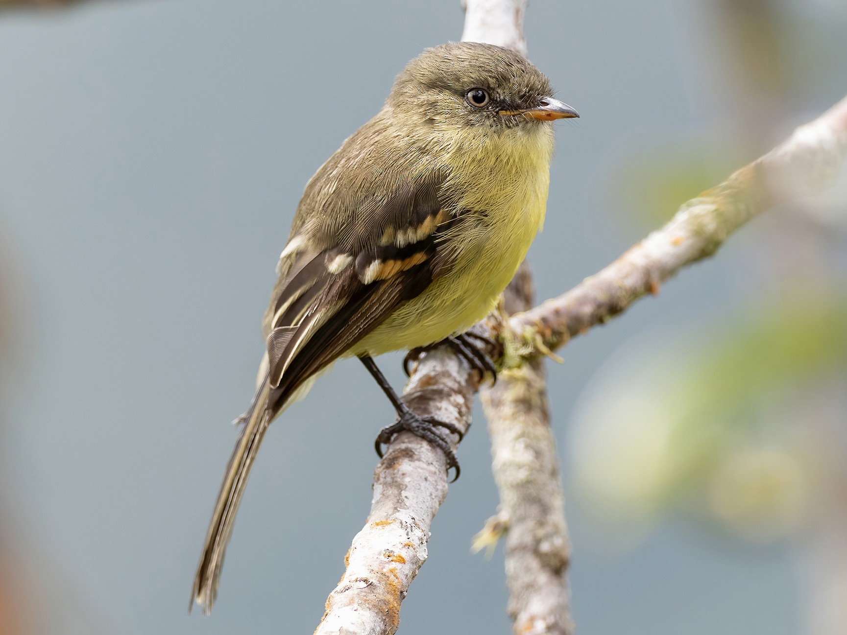 Mosquero de Linton - eBird