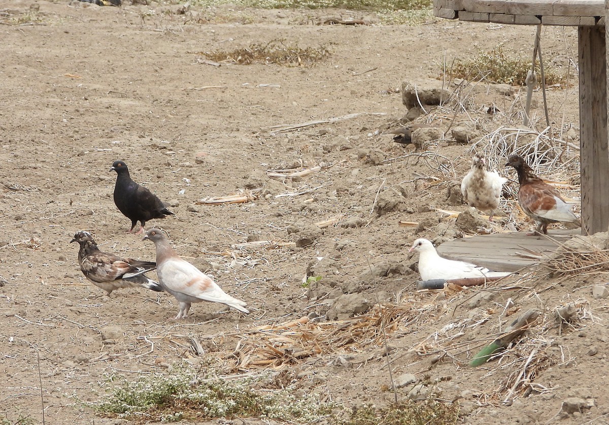 eBird Checklist - 15 Jan 2022 - Universidad Nacional de Trujillo - 18 ...