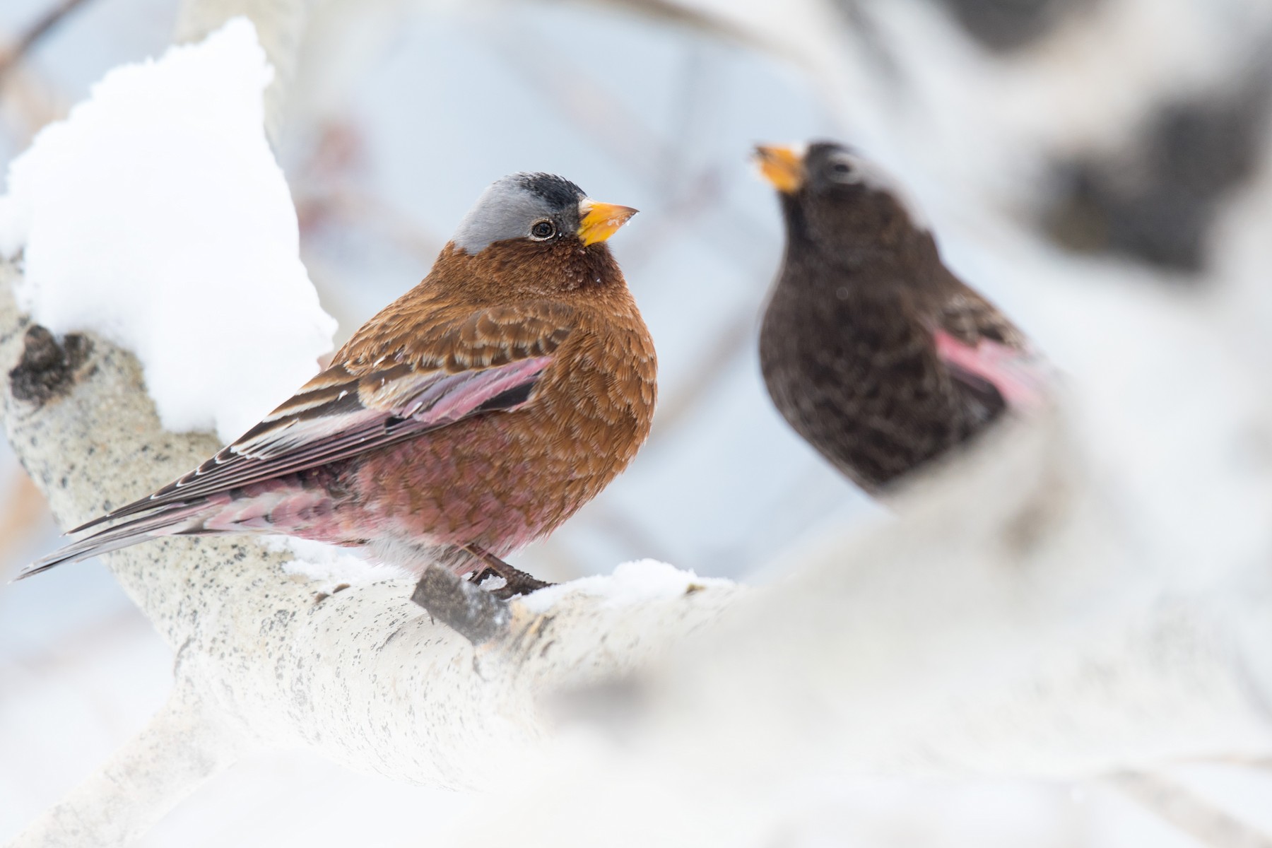 Pinzón Montano Nuquigrís (grupo tephrocotis) - eBird
