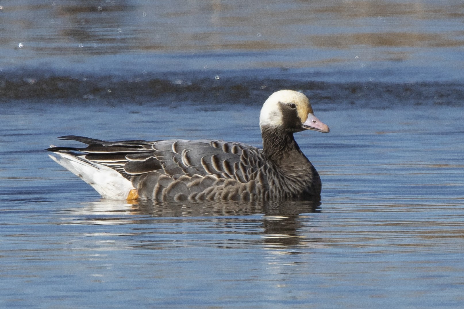 Emperor x Greater White-fronted Goose (hybrid) - eBird