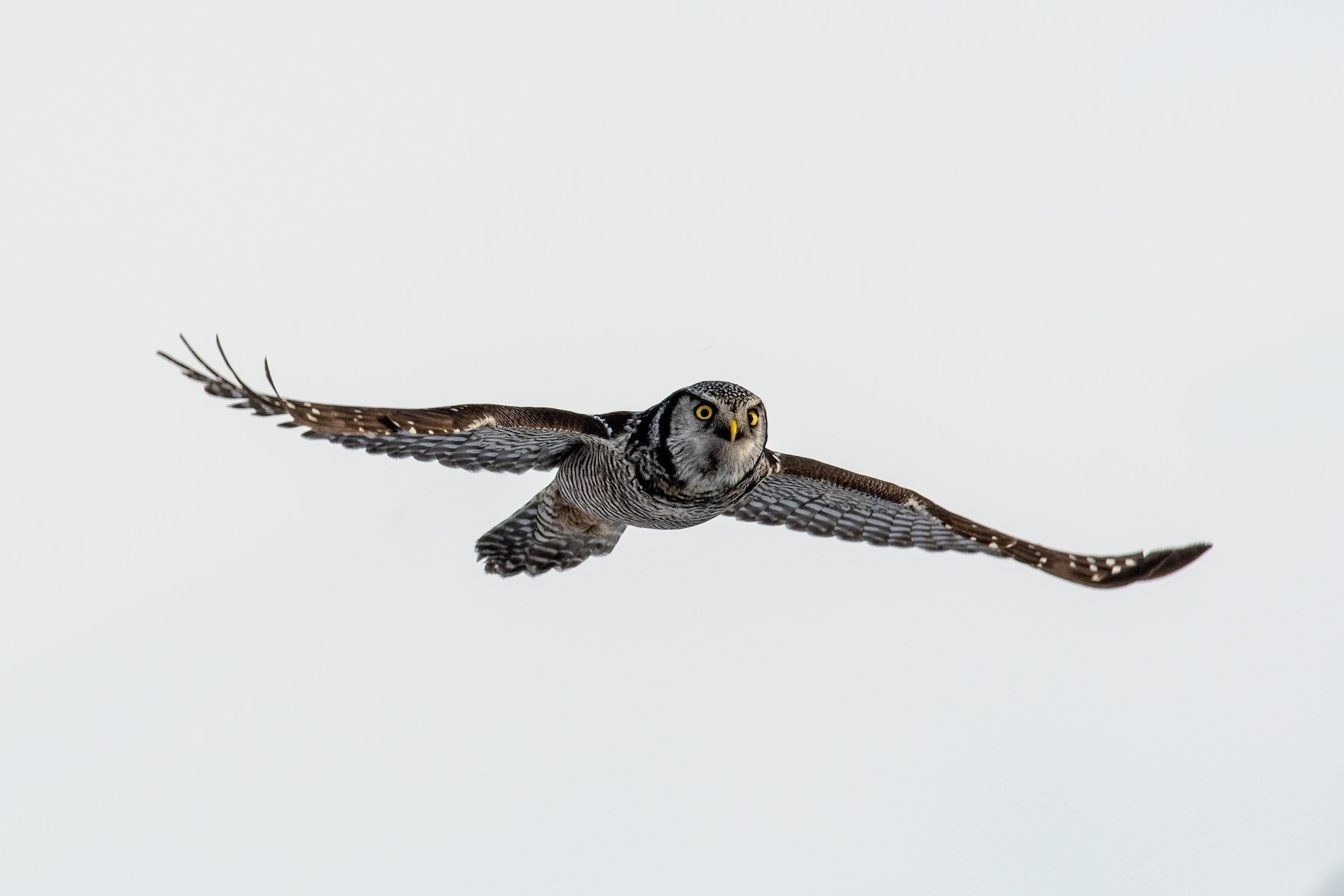 Northern Hawk Owl (American) - eBird