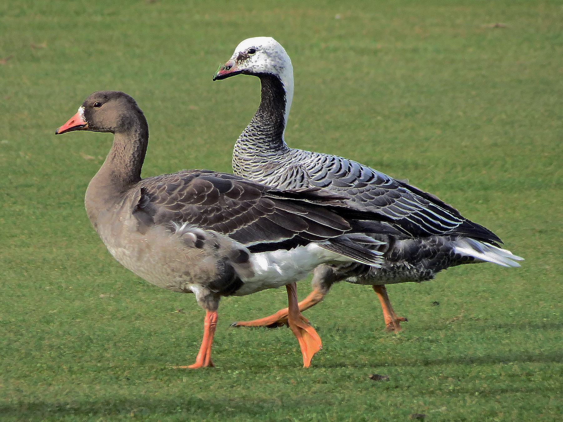 Emperor Goose - eBird