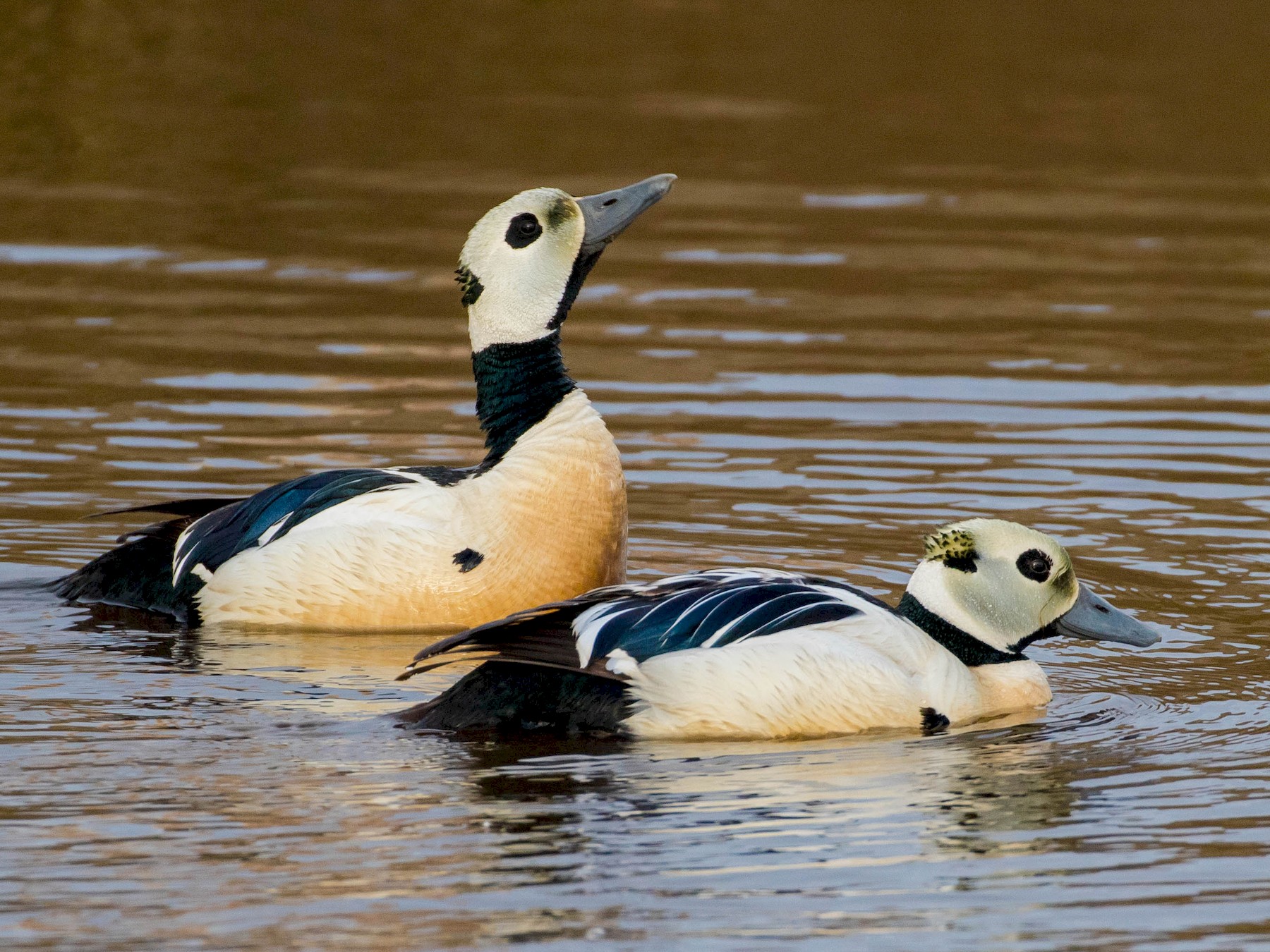 Steller's Eider - eBird