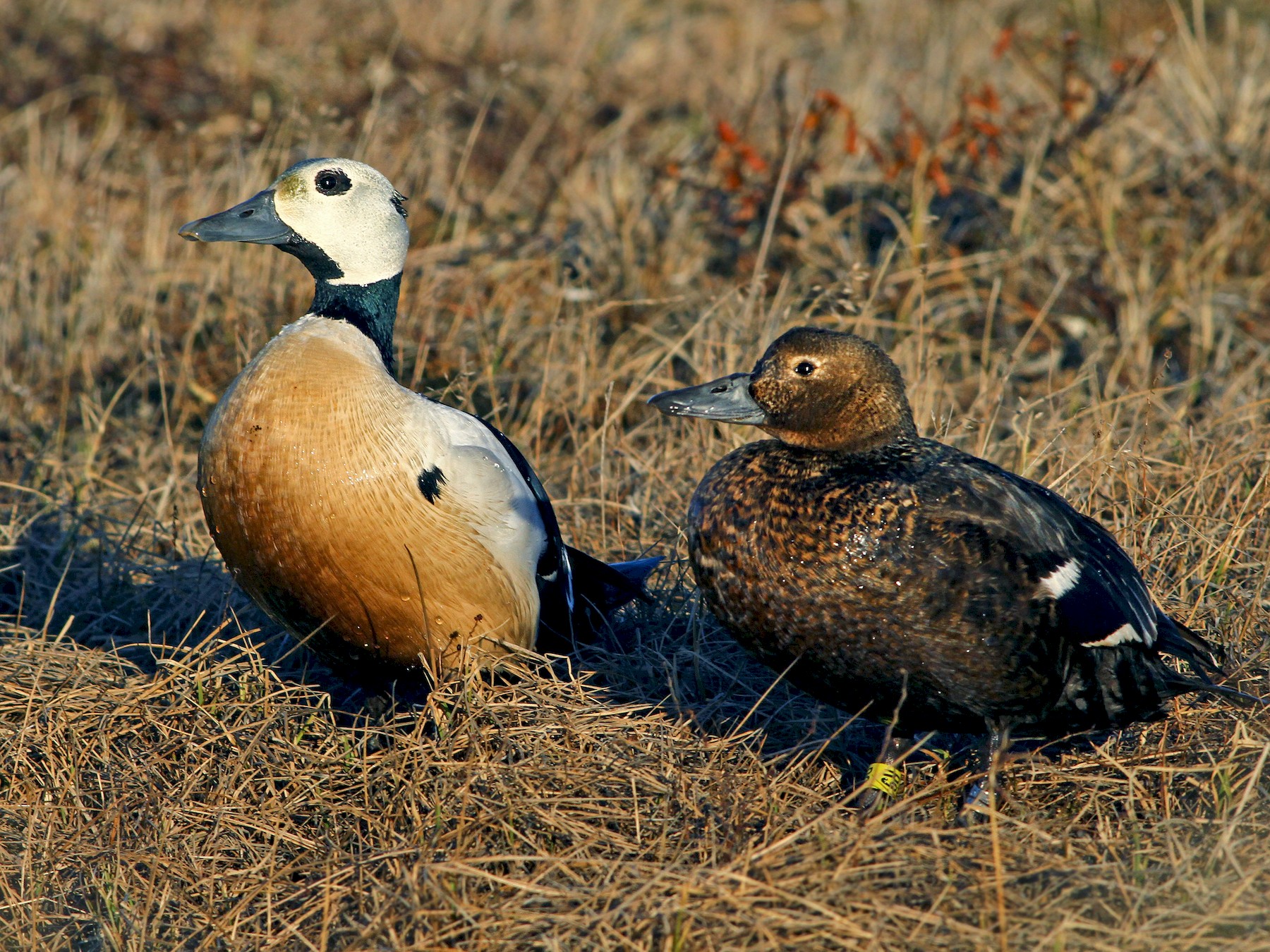 Steller's Eider - eBird