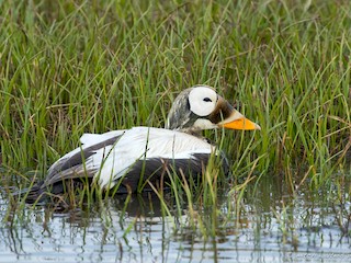 Spectacled Eider - eBird