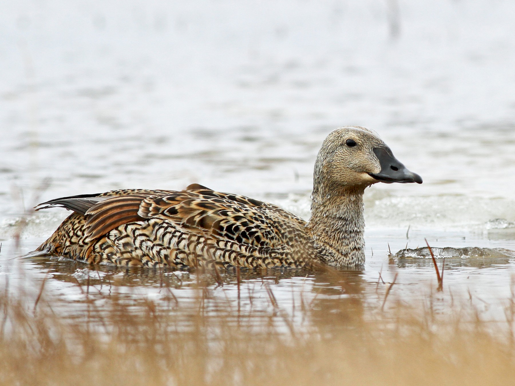 King Eider - eBird
