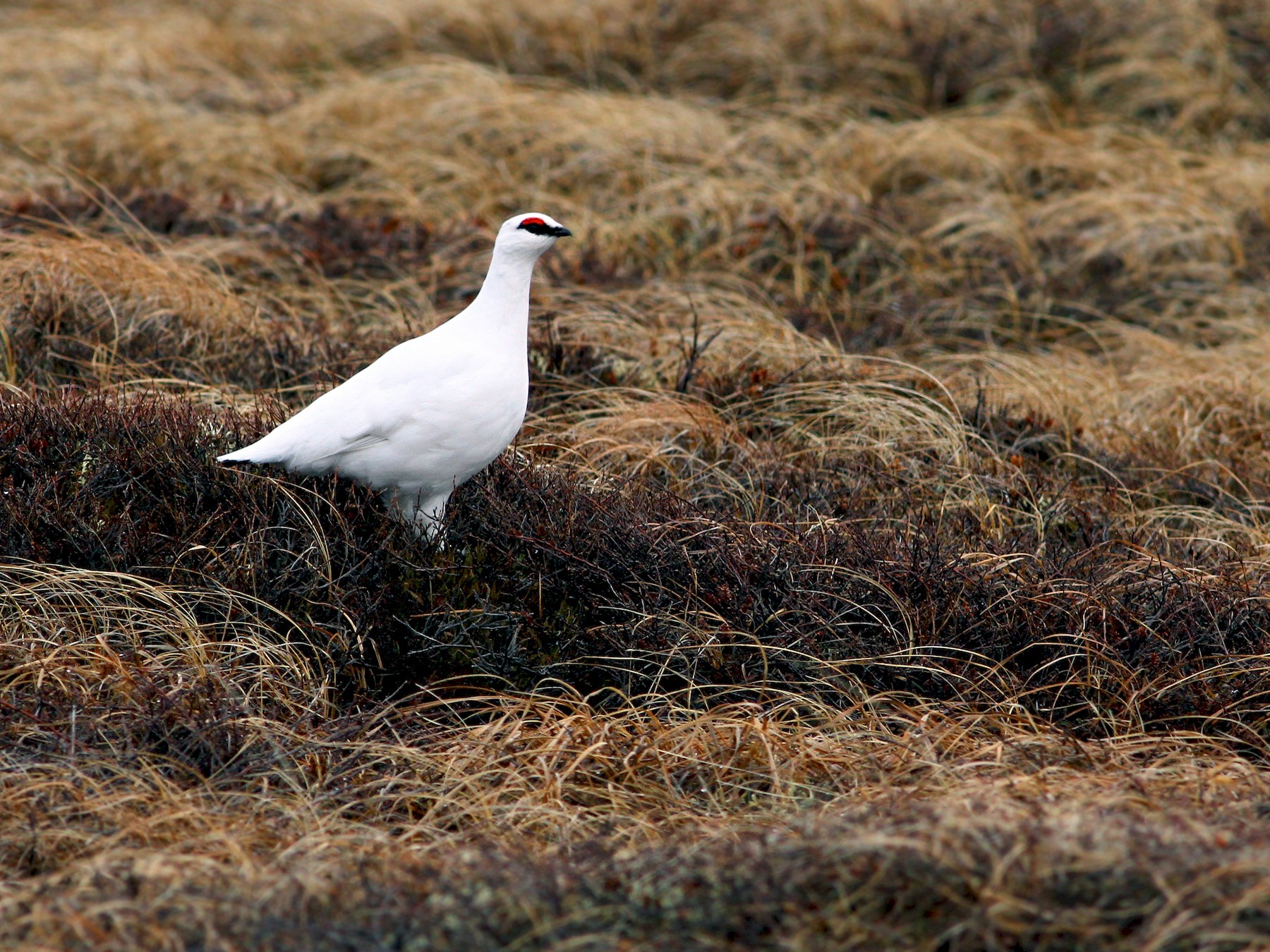 Lagopède alpin - eBird