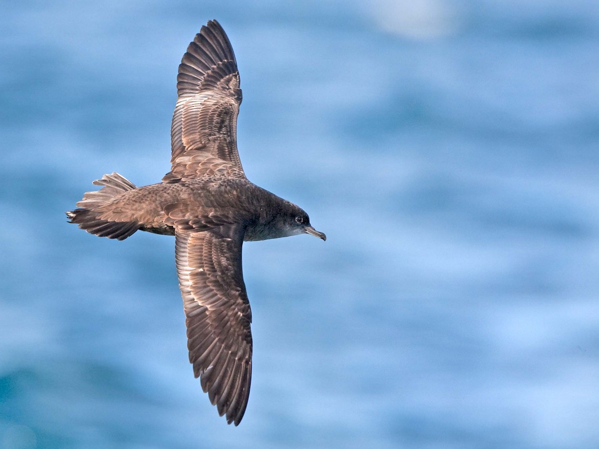 Short-tailed Shearwater - Ardenna tenuirostris - Birds of the World