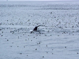 Short-tailed Shearwater - eBird