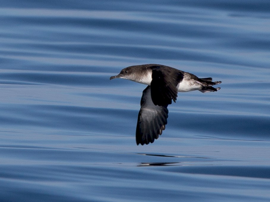 How drones count seabirds on an arid Pacific island – Maya’s Musings