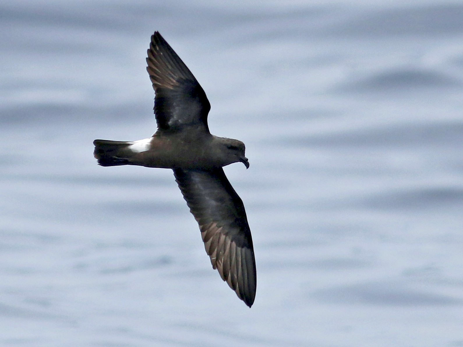 Band-rumped Storm-Petrel - eBird