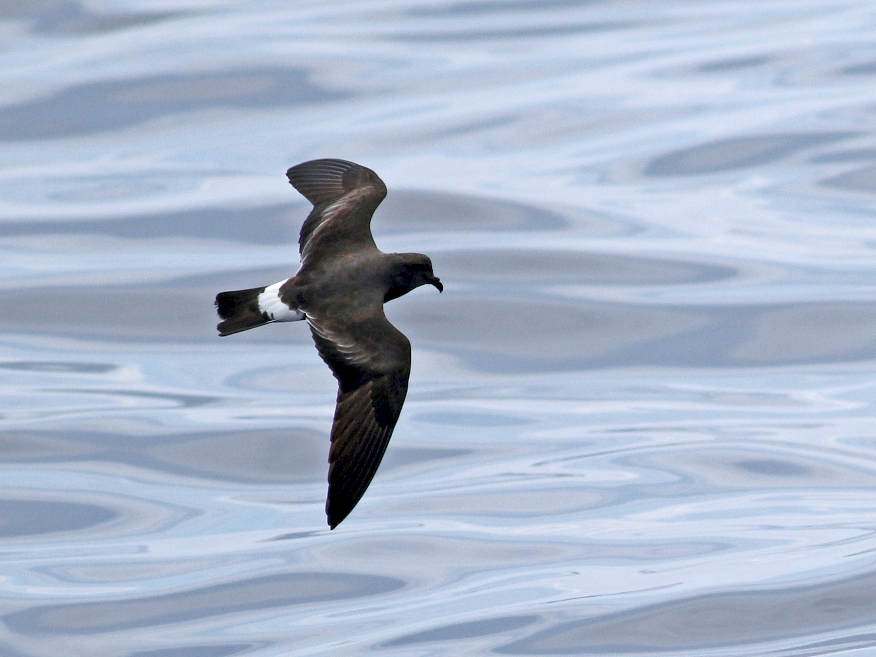 Band-rumped Storm-Petrel - eBird