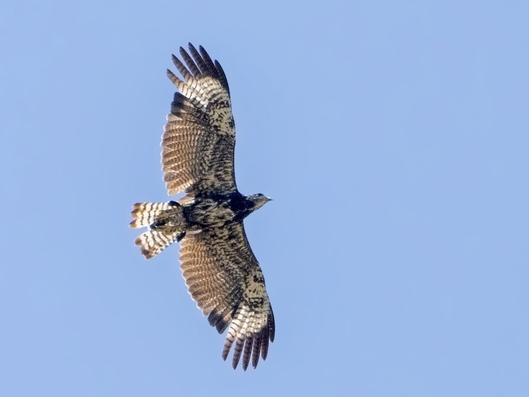 Common Black Hawk - eBird