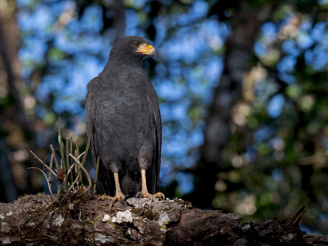 Common Black Hawk - eBird