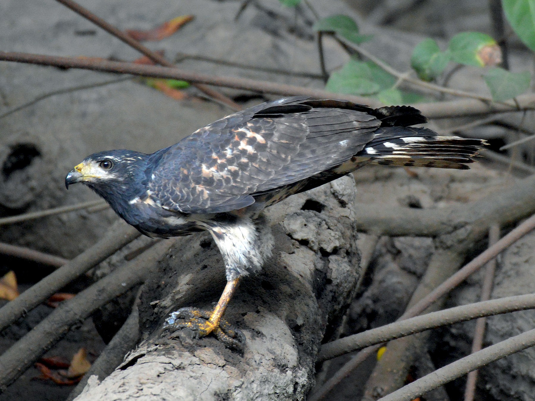 Common Black Hawk - eBird