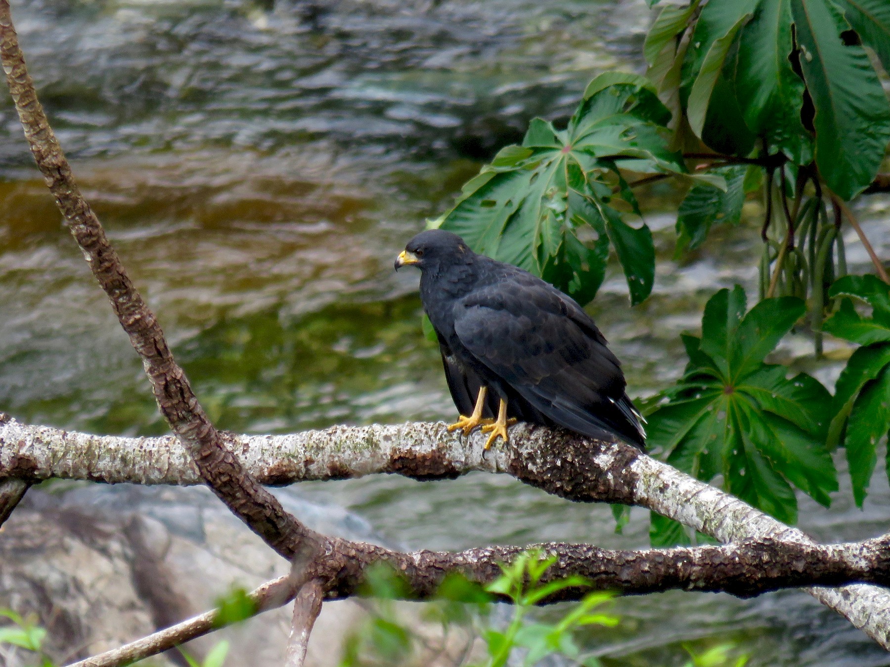Common Black Hawk - eBird