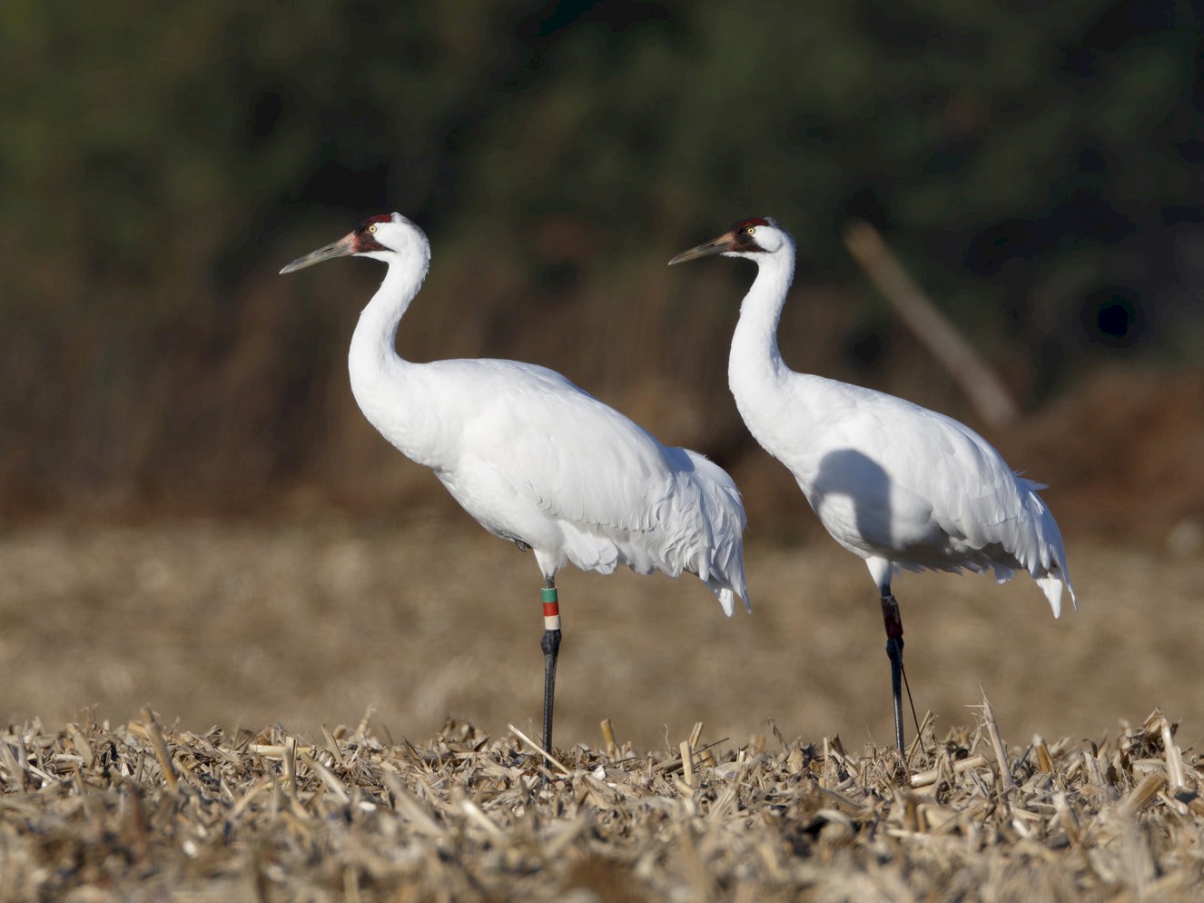 Whooping Crane - eBird