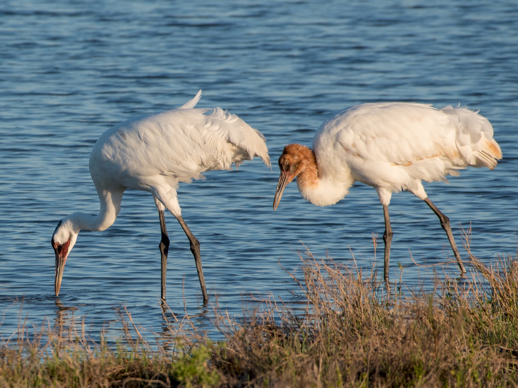 Whooping Crane - eBird