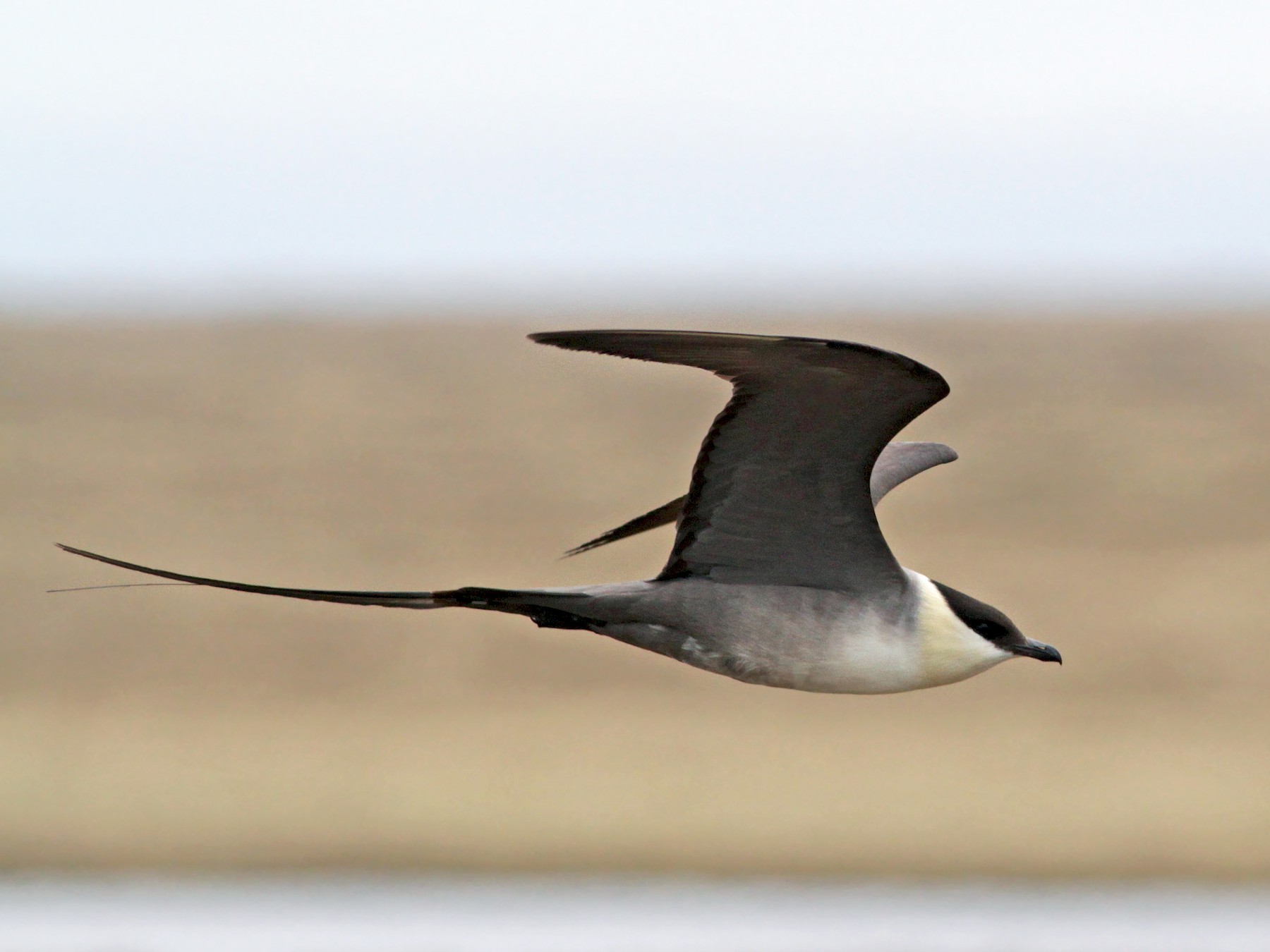 Long-tailed Jaeger - eBird