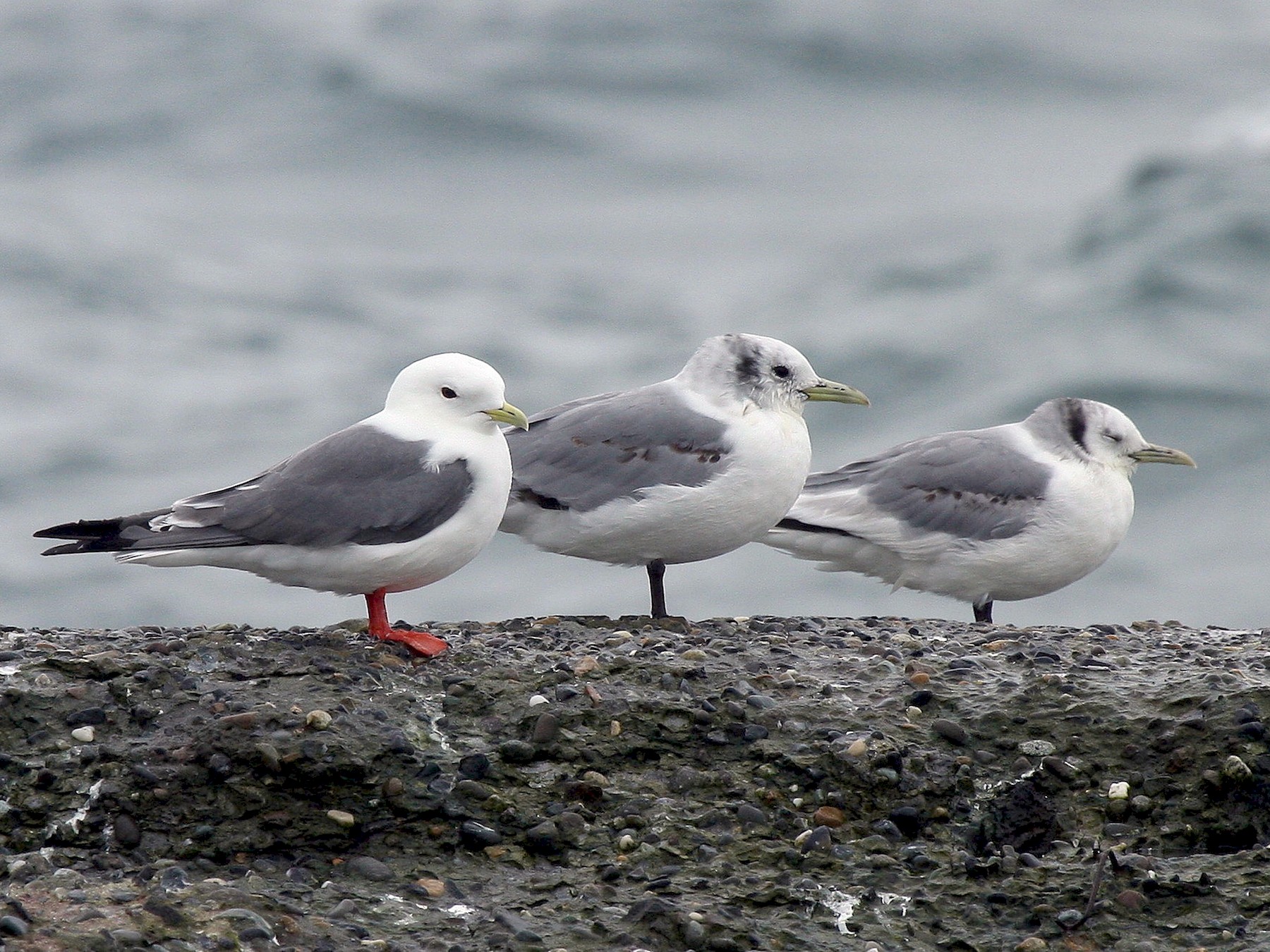 Red-legged Kittiwake - eBird