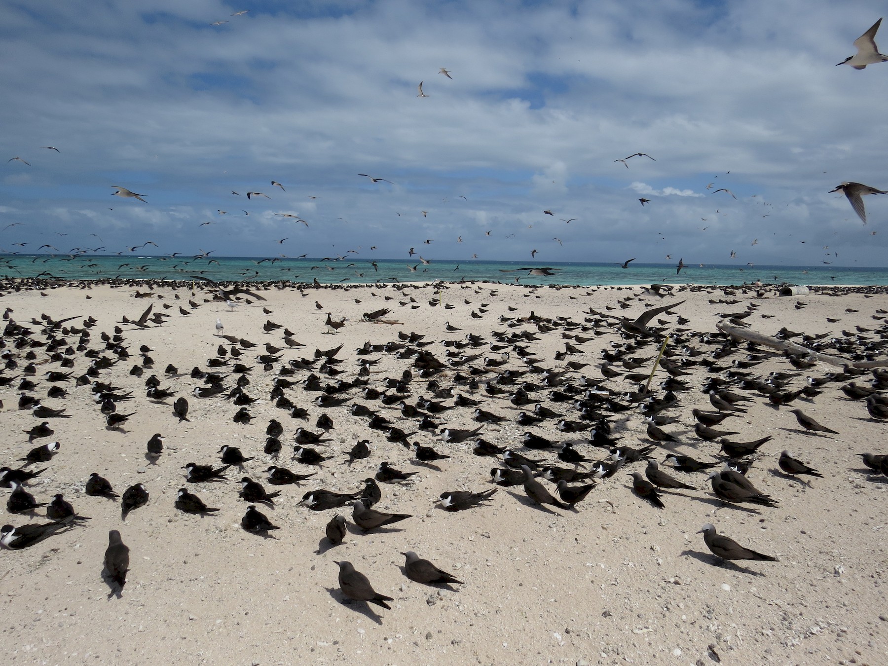 Sooty Tern - eBird