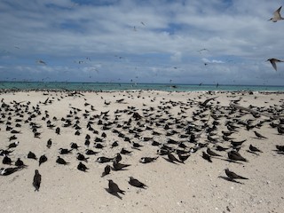Sooty Tern - eBird