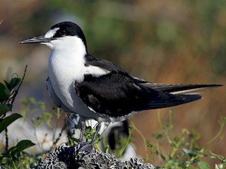 Charrán Albinegro - eBird